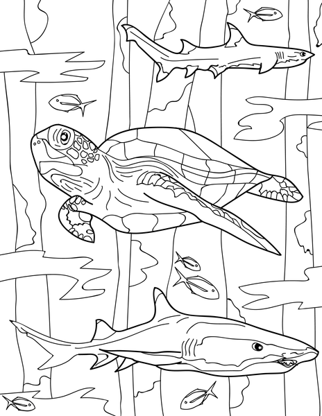 Midway Atoll Educational Coloring Book – Advance Wildlife Education